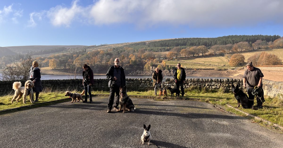 Creating a Safe Haven: Environmental Management for Reactive Dogs ...